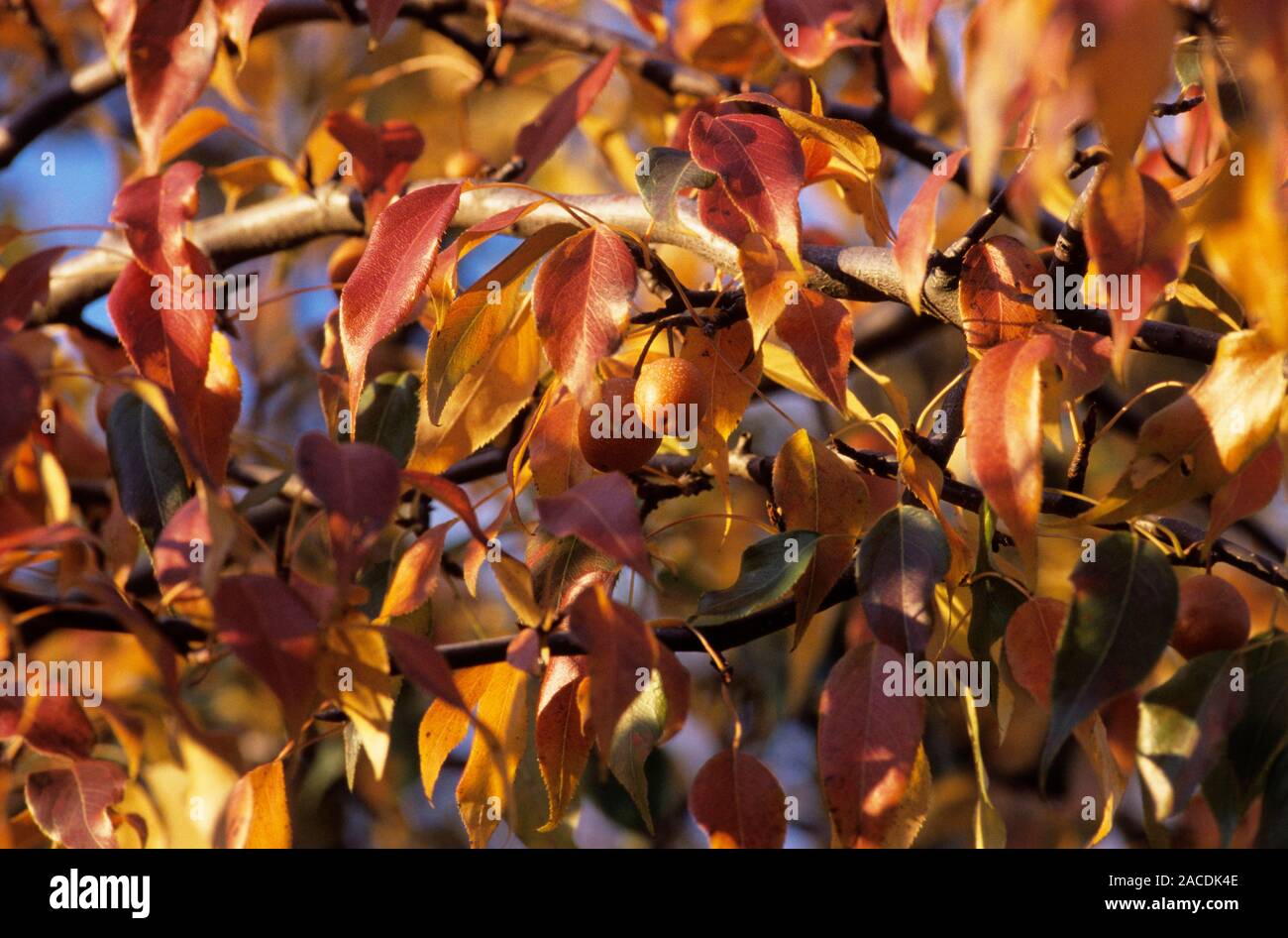 Pear tree leaves (Pyrus phaeocarpa). Photographed in October in London ...