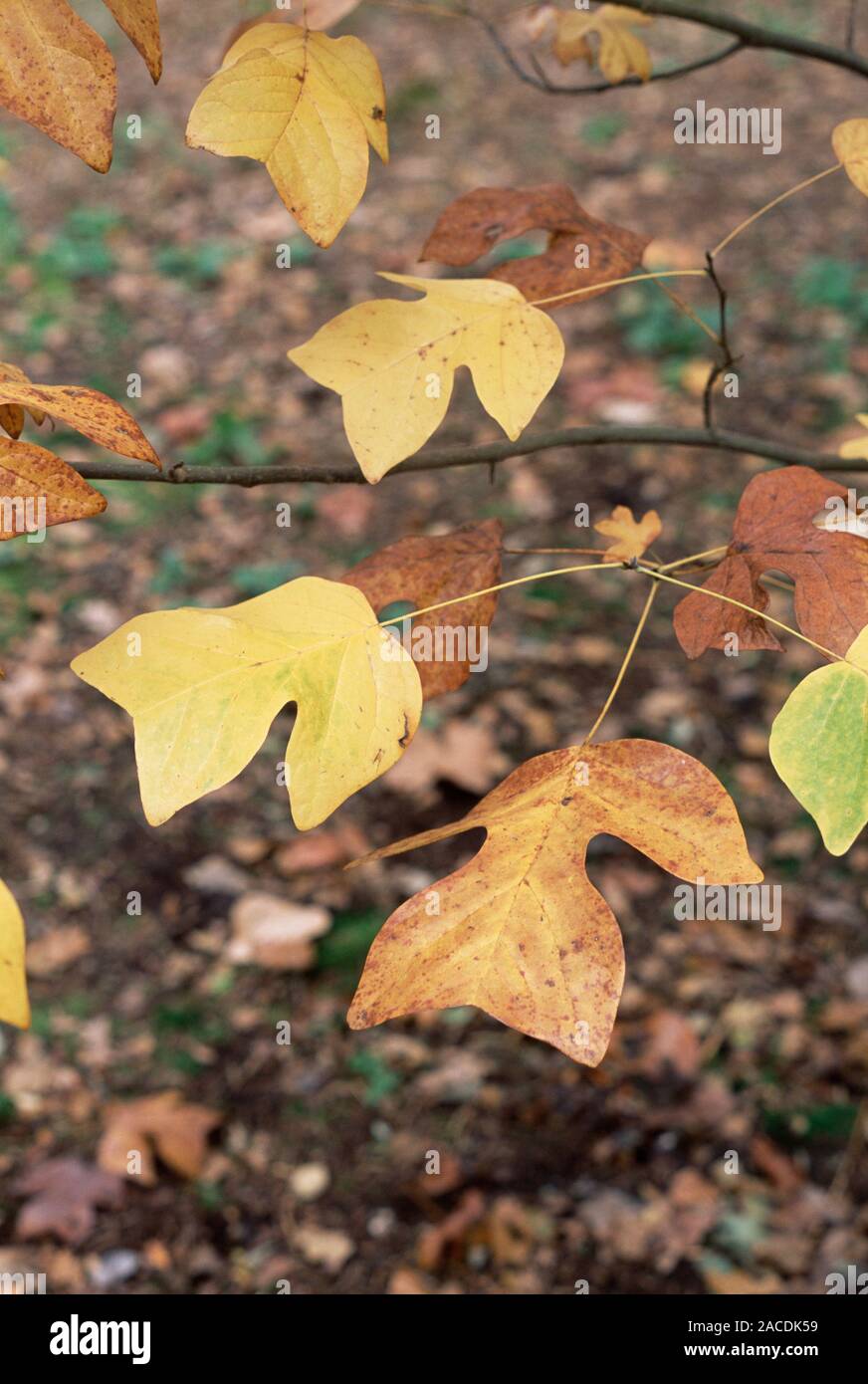 Chinese tulip tree (Liriodendron chinense) leaves turning yellow and ...