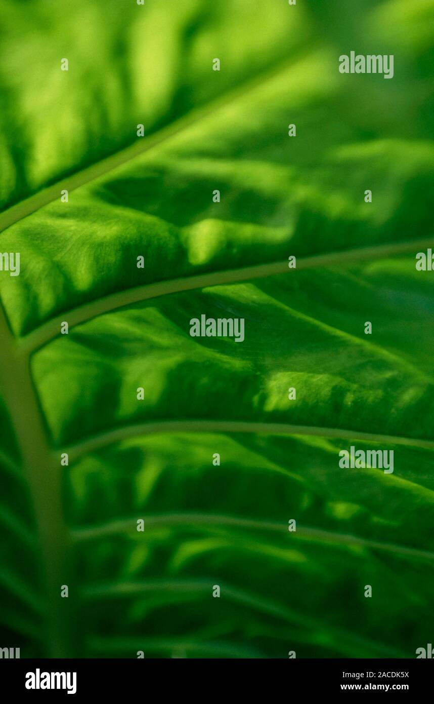 Tropical plant leaf Stock Photo - Alamy