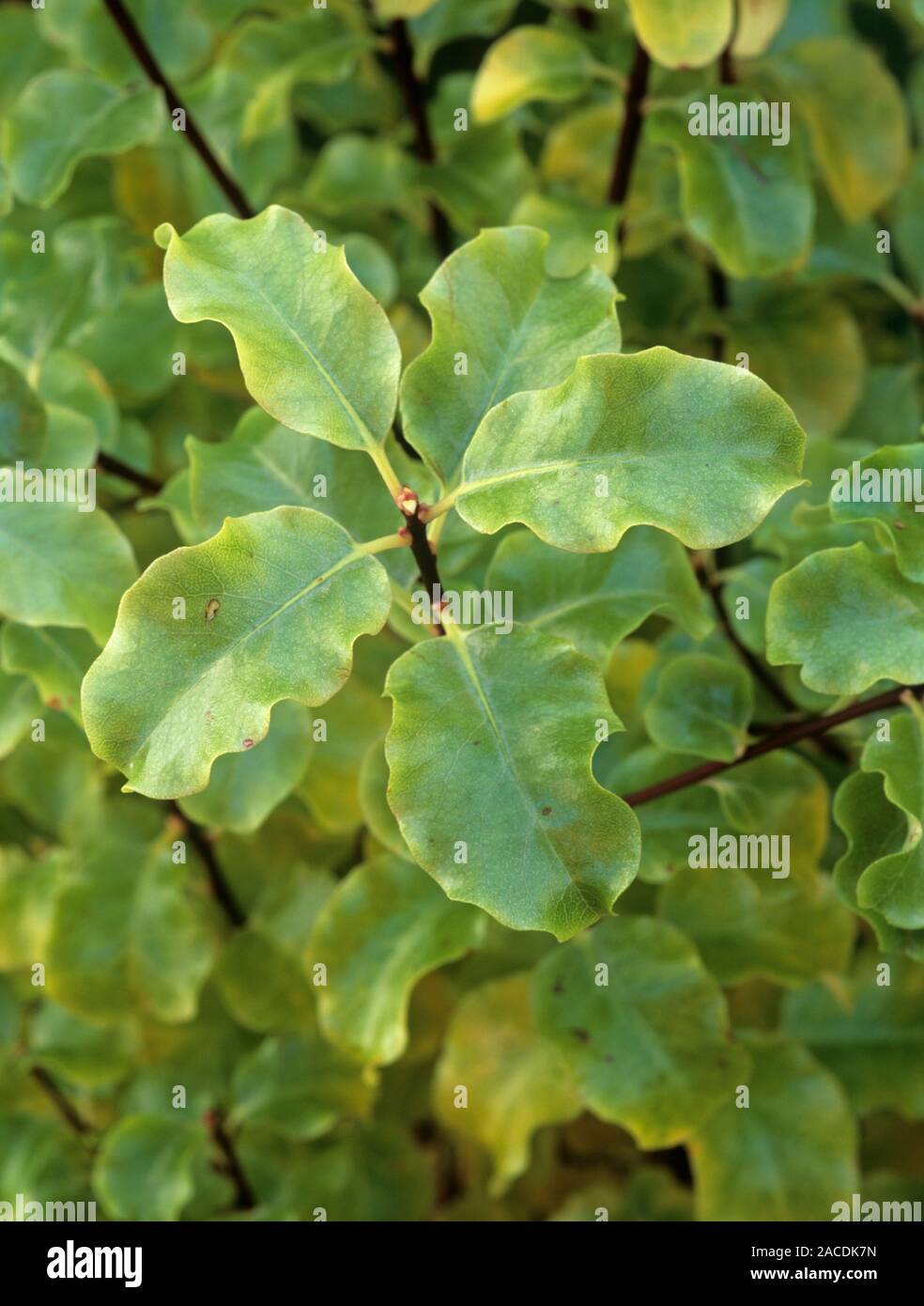 Pittosporum foliage (Pittosporum tenufolium 'Warnham Gold' Stock Photo ...