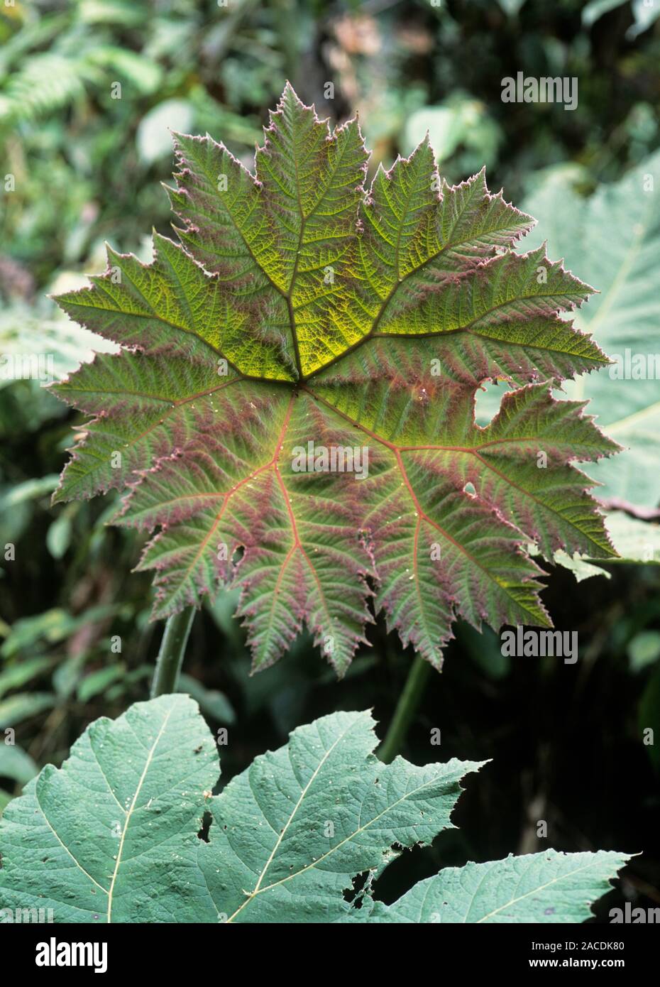 Young Gunnera leaf (Gunnera sp.). The leaves of this plant, also known ...