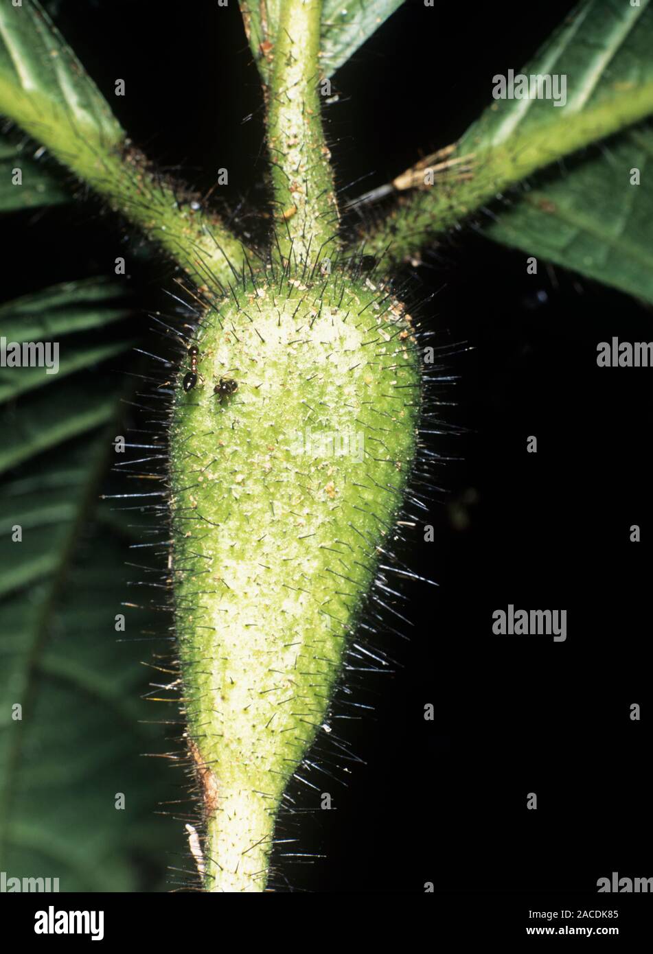 Swollen leaf stem of an ant plant (Cordia nodosa). This leaf stem (or ...