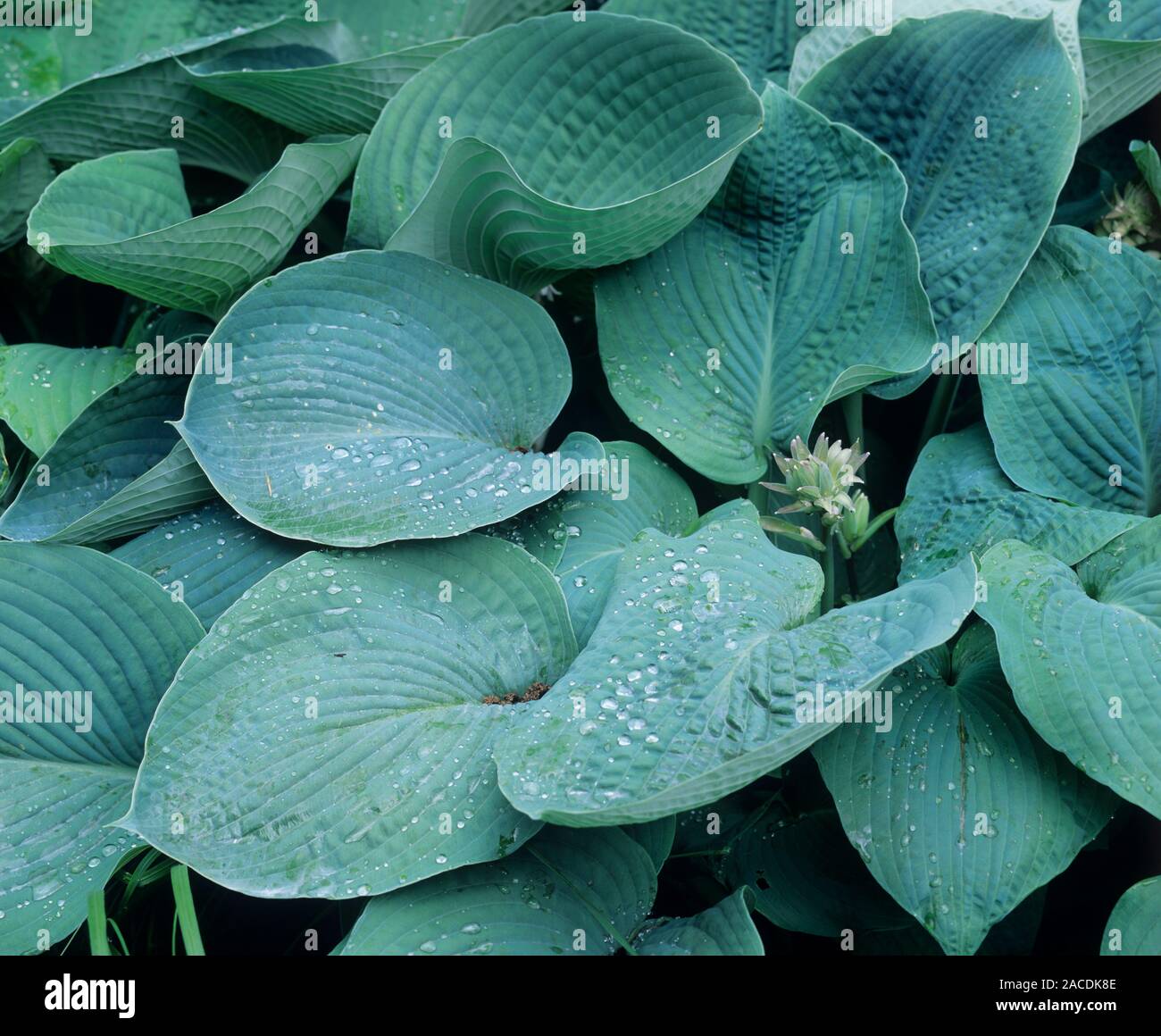 Hosta leaves (Hosta 'Halcyon' Stock Photo - Alamy