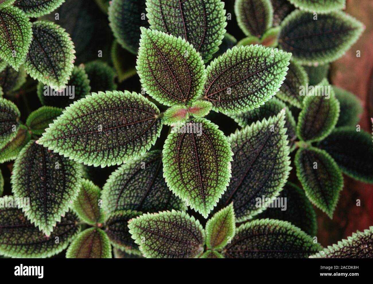 Pilea plant foliage (Pilea mollis 'Moon Valley' Stock Photo - Alamy