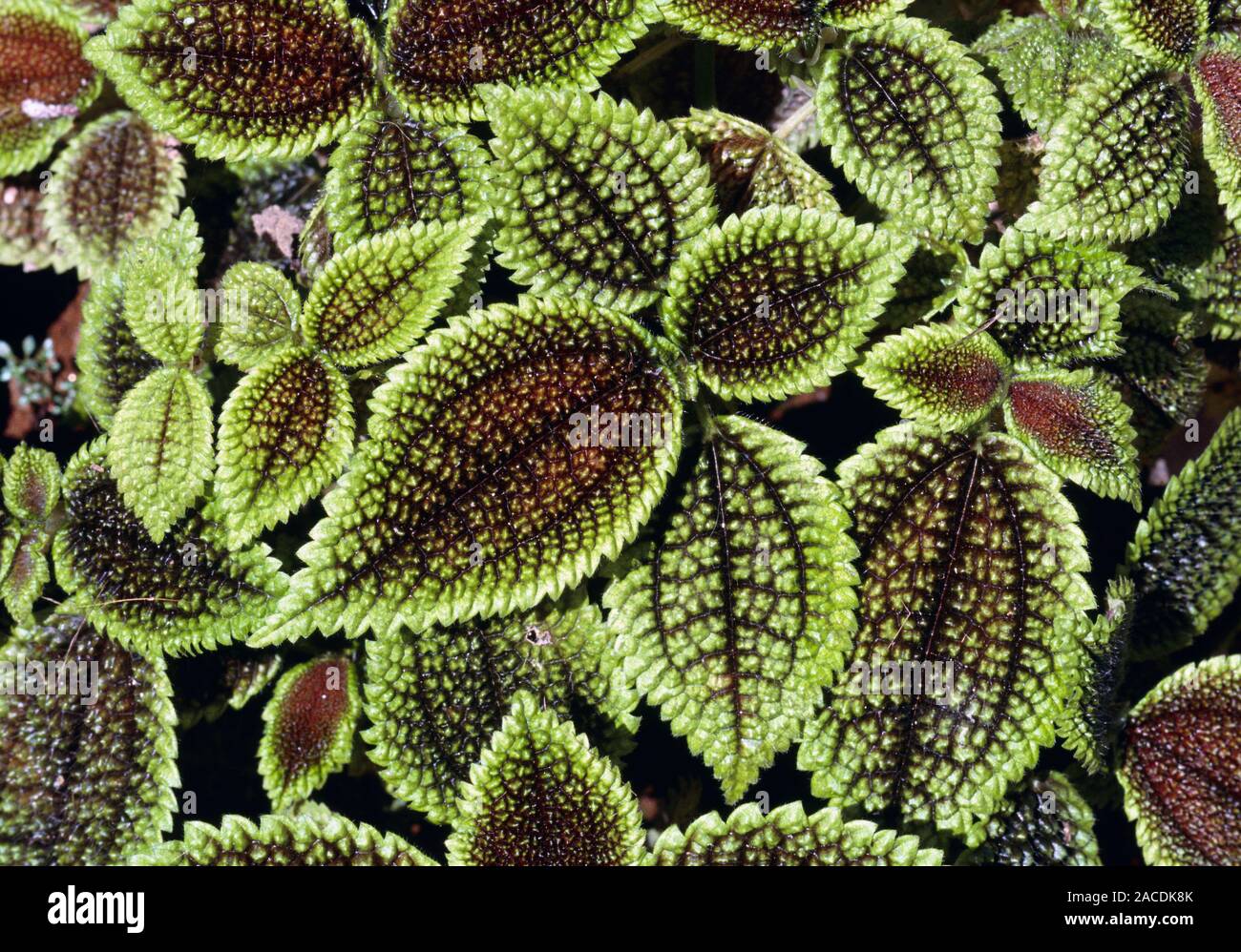 Friendship plant leaves (Pilea involucrata Stock Photo - Alamy
