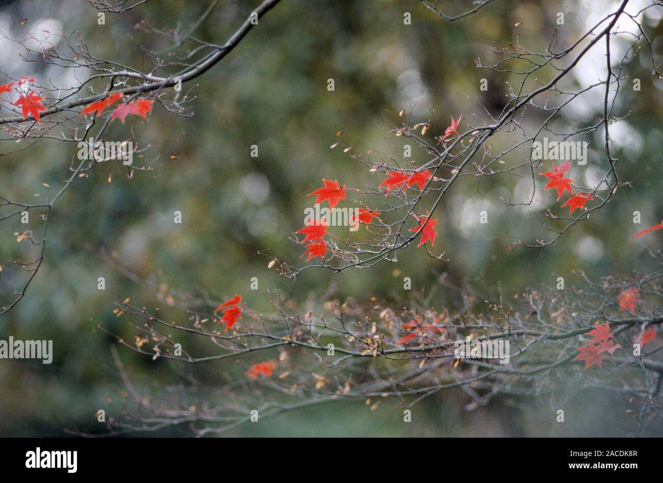 Japanese maple (Acer palmatum) leaves hanging on a branch at winter ...