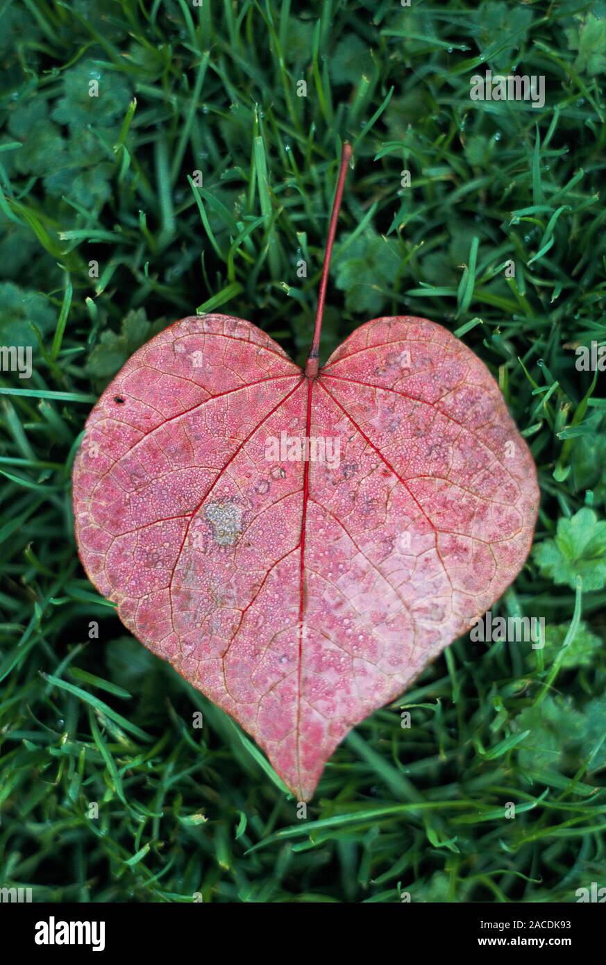 Eastern redbud leaf (Cercis canadensis 'Forest Pansy') on a lawn Stock ...