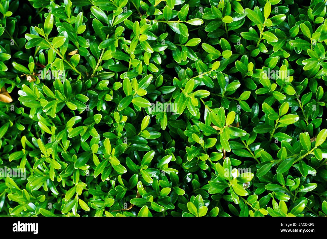 Littleleaf box foliage (Buxus microphylla Stock Photo - Alamy