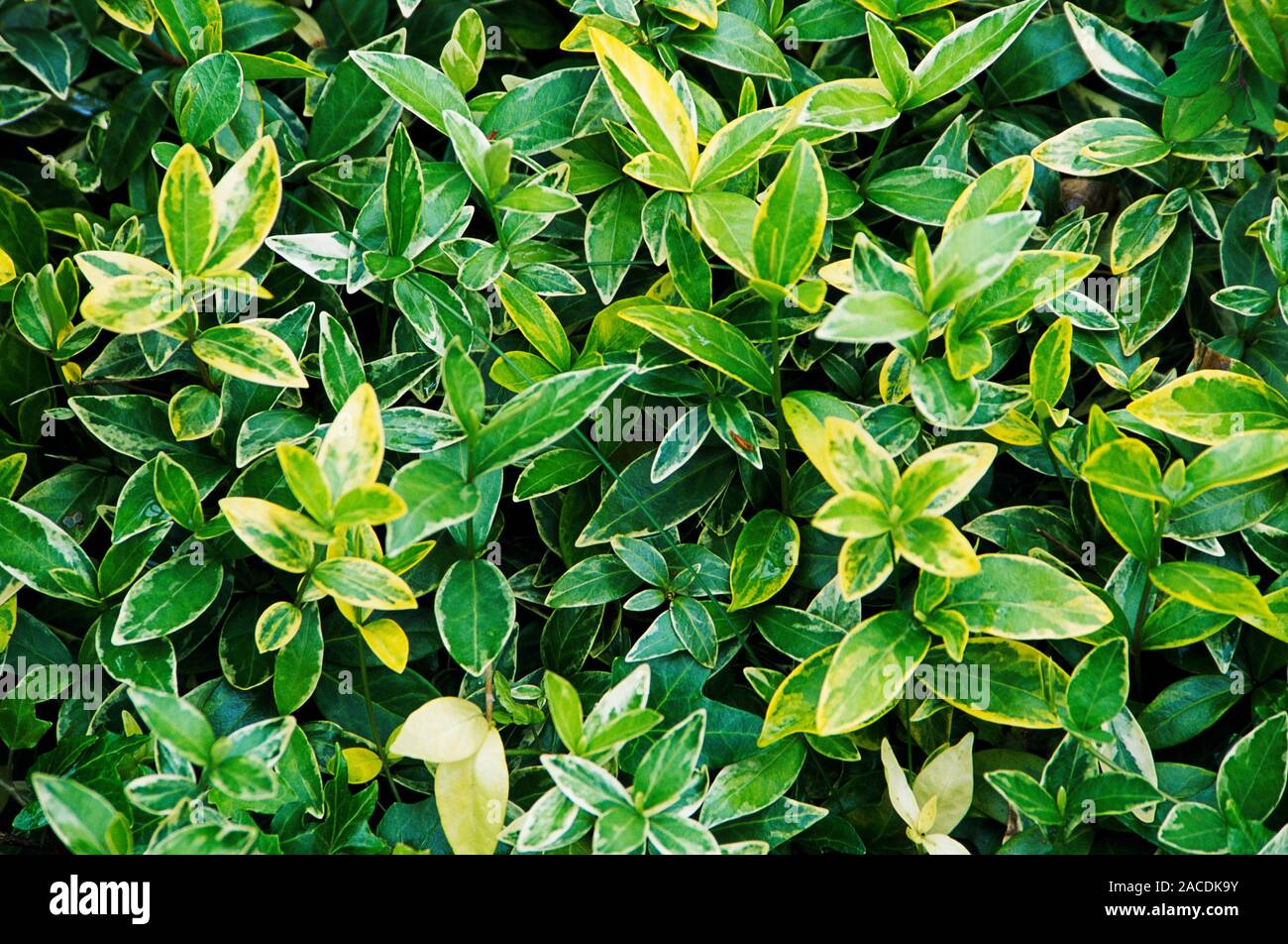 Periwinkle foliage (Vinca minor 'Aureovariegata', (yellow and green ...