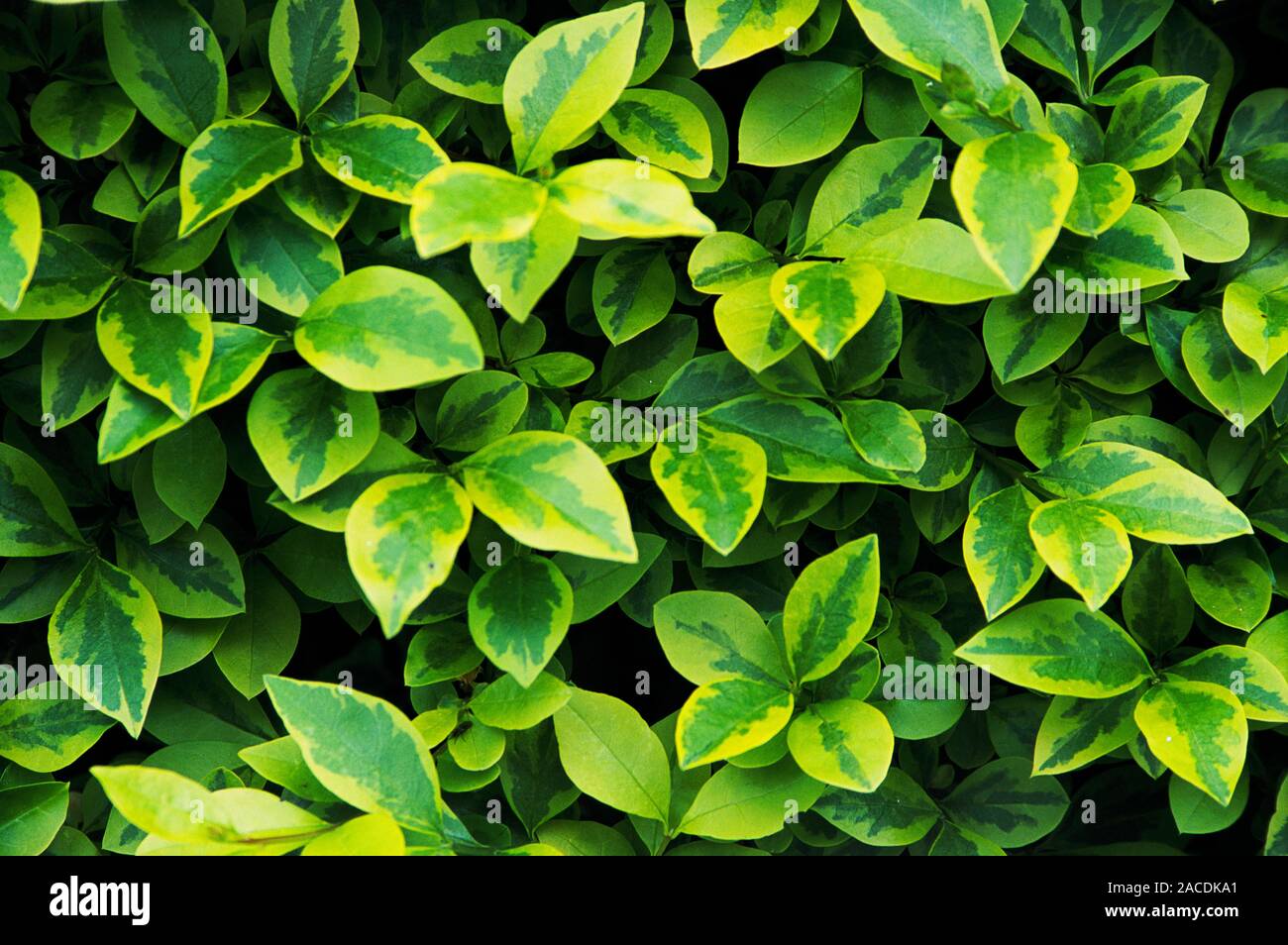 Golden privet foliage (Ligustrum ovalifolium 'Aureum' Stock Photo - Alamy