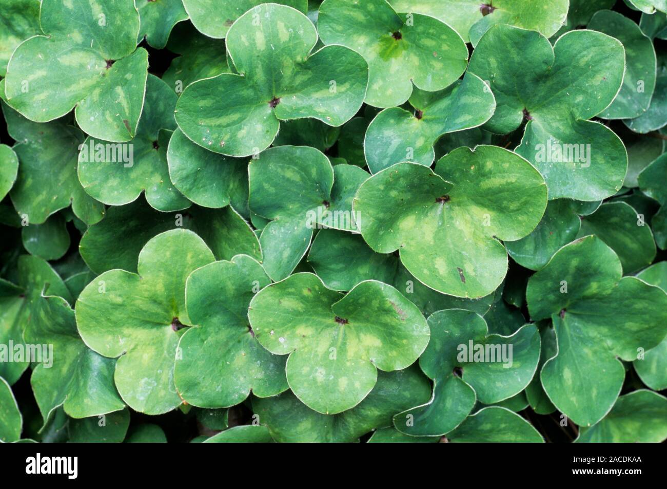 Roundlobe hepatica foliage (Hepatica nobilis Stock Photo - Alamy