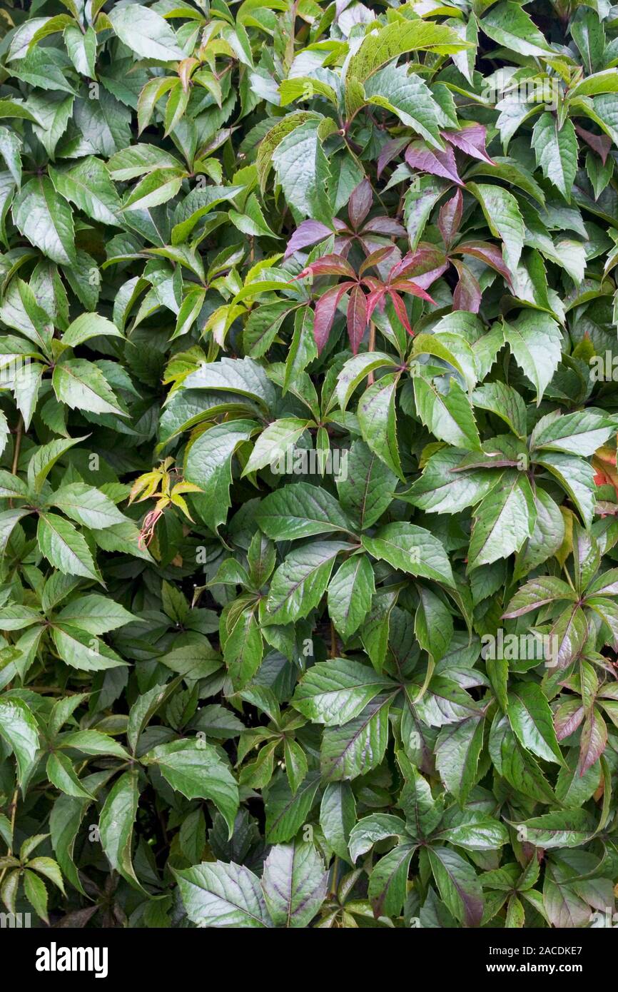 Virginia creeper (Parthenocissus quinquefolia) leaves, in its summer ...