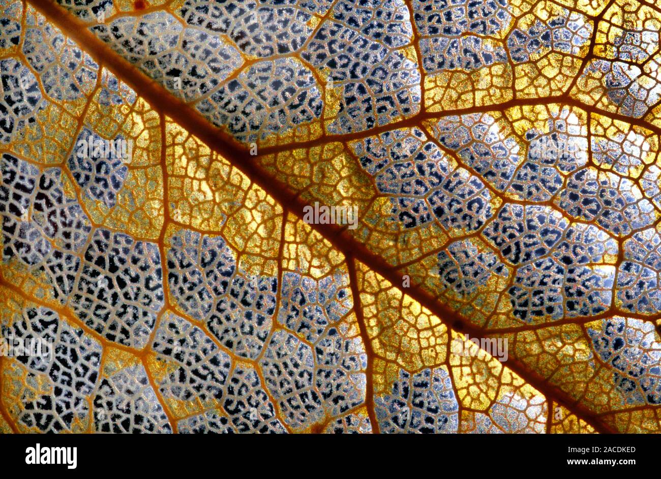 Leaf skeleton showing the pattern of veins and cells Stock Photo - Alamy