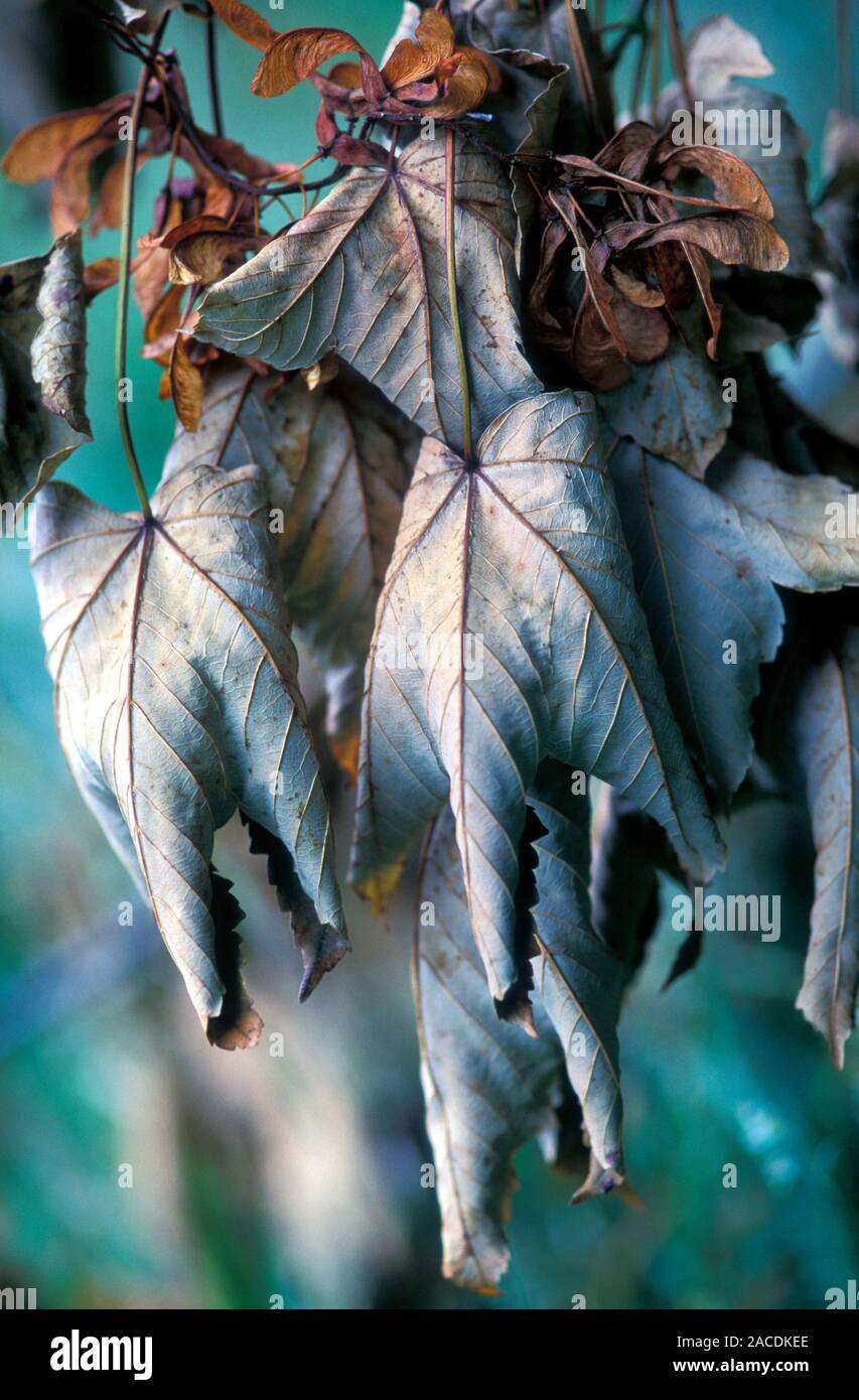 Dying sycamore leaves (Acer pseudoplatanus). The leaves are folding ...