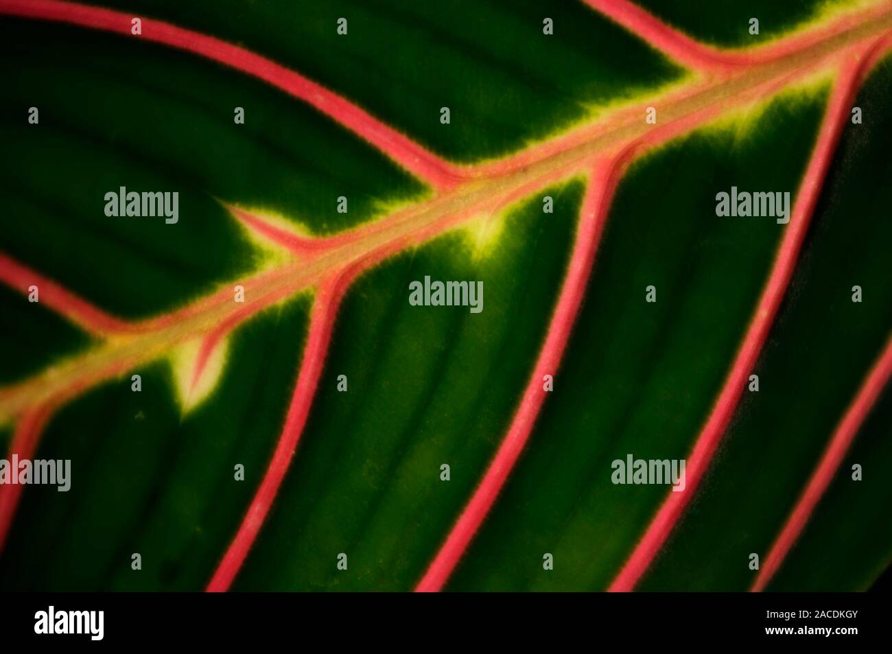 Maranta leaf veins (Maranta sp Stock Photo - Alamy