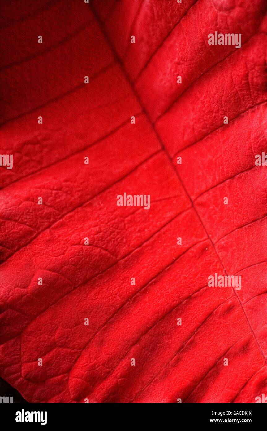 Poinsettia leaf (Euphorbia pulcherrima). This brightly-coloured leaf is ...