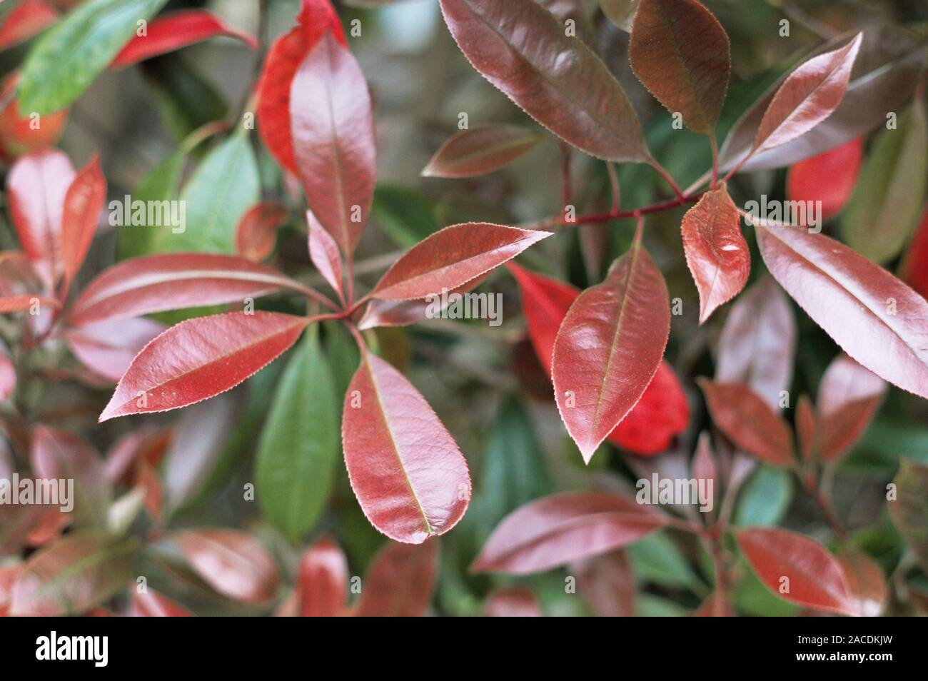 Photinia fraseri 'Red Robin' leaves Stock Photo - Alamy