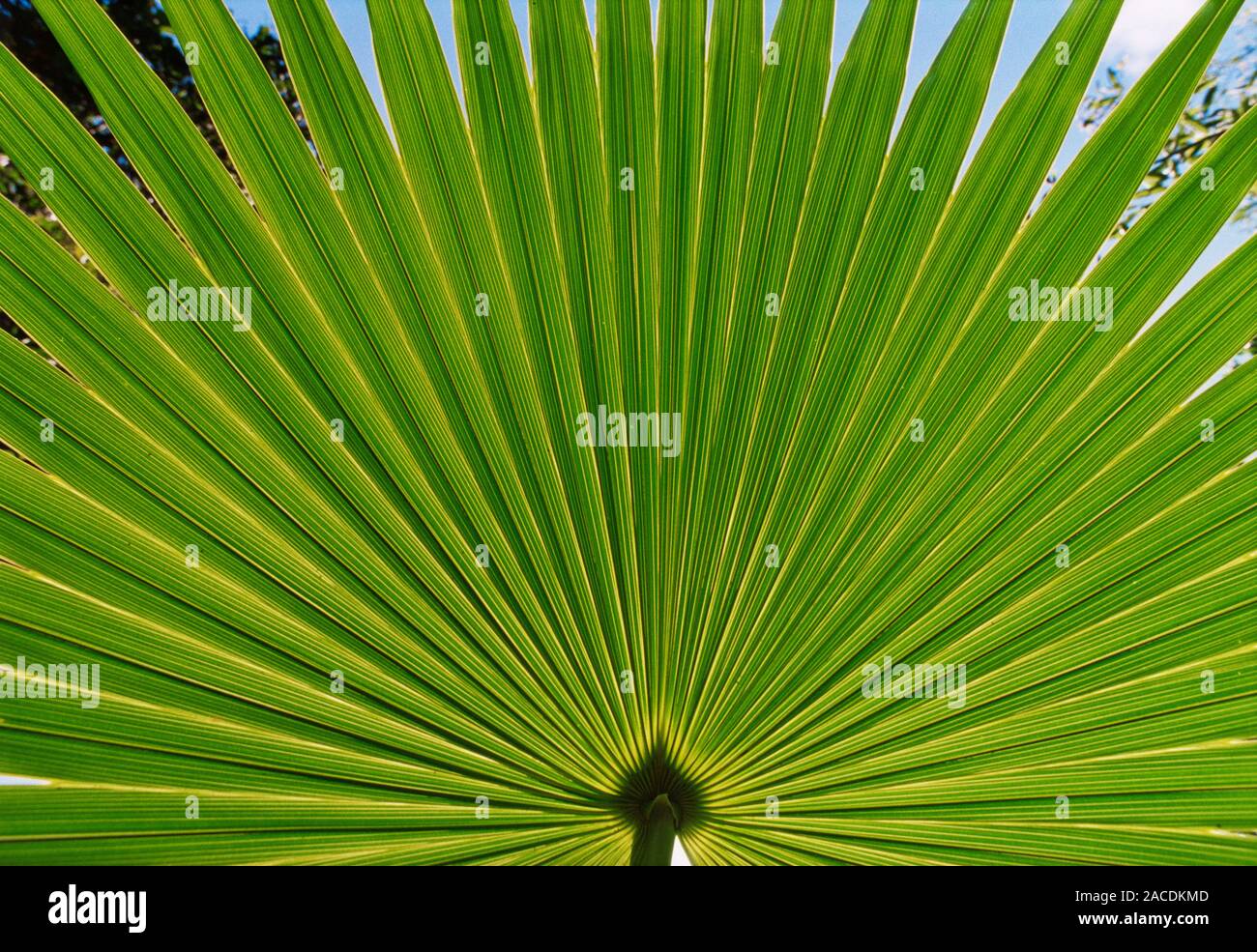Palm leaf (family Arecaceae). Photographed in the Florida Keys, USA ...