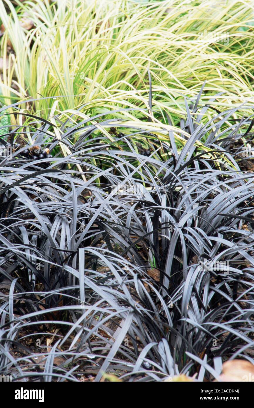 Lilyturf foliage (Ophiopogon planiscapus 'Nigrescens', dark green) and ...