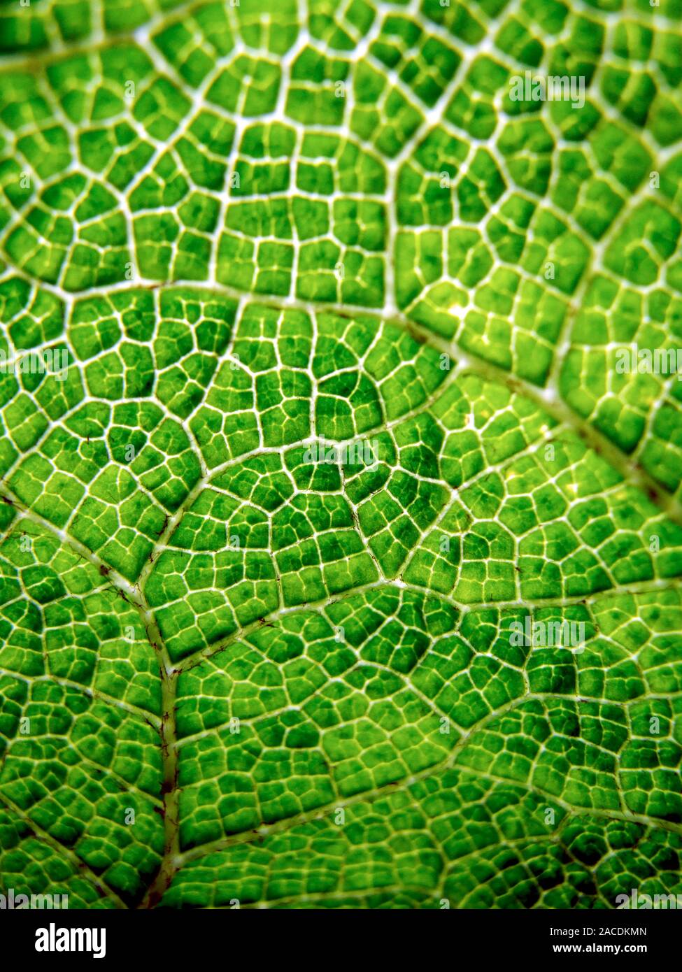 Gunnera leaf (Gunnera manicata). Close-up of a gunnera leaf showing the ...