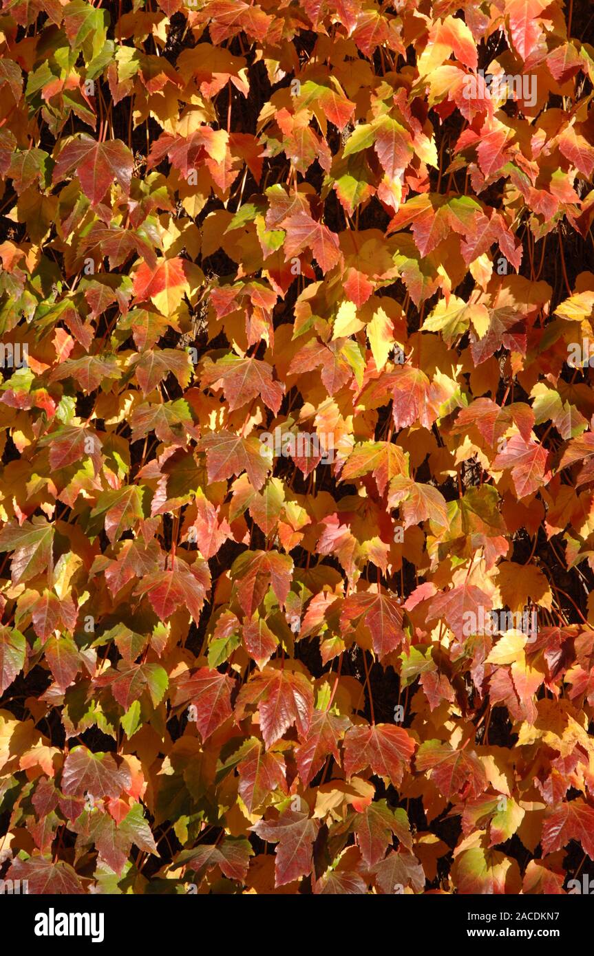 Ivy leaves (Parthenocissus sp.). Photographed in autumn Stock Photo - Alamy