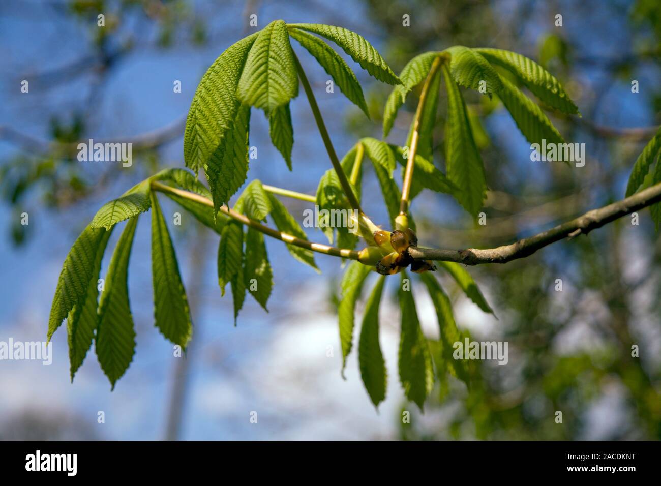 Horse chestnut leaves (Aesculus hippocastanum). Photographed in spring ...