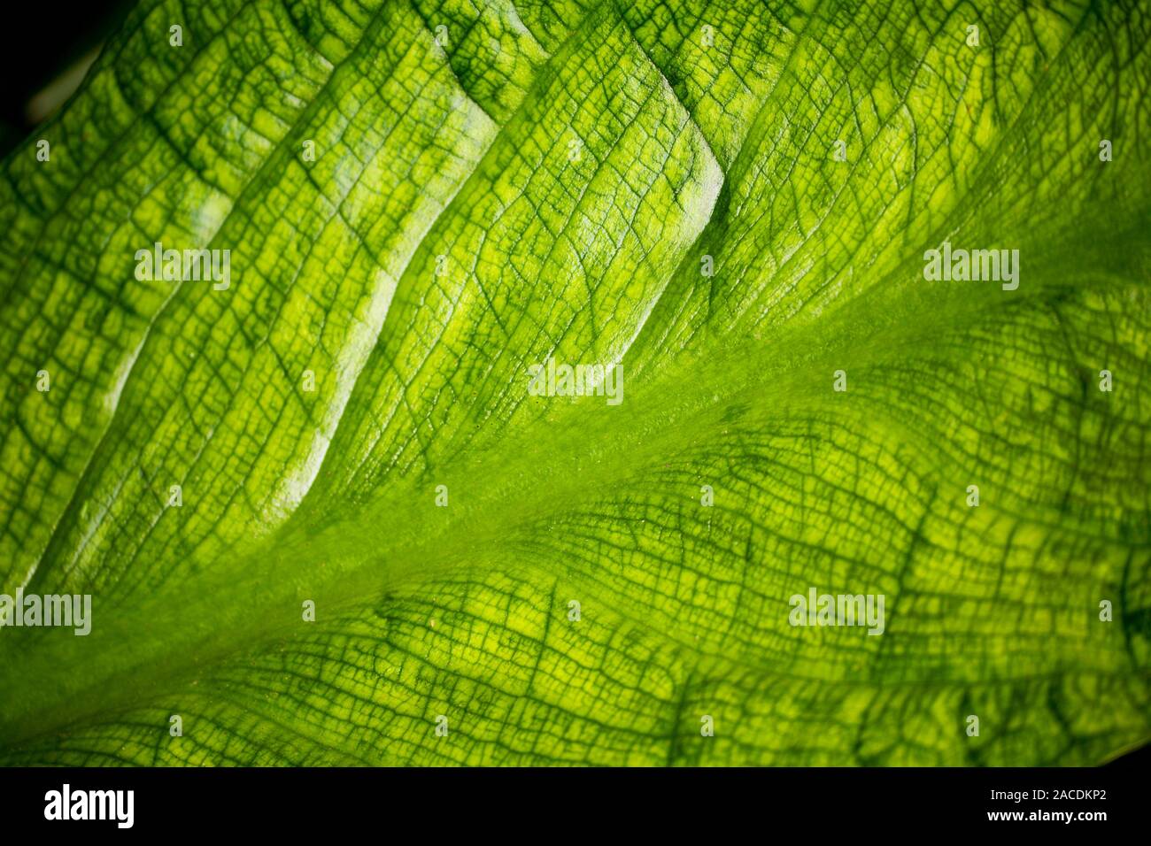 Yellow skunk cabbage leaf (Lysichiton americanus). Close-up of a ...
