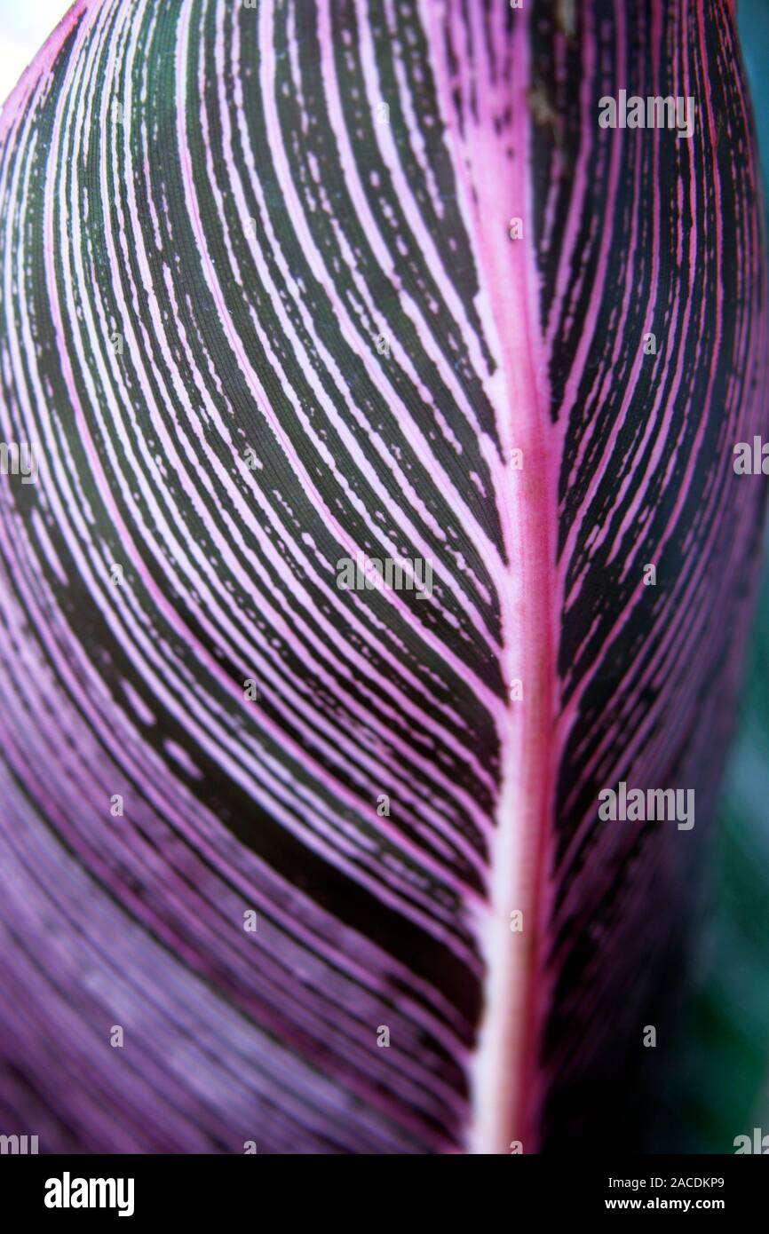 Canna lily leaf (Canna sp.). Photographed in Chiang Mai, Thailand Stock ...
