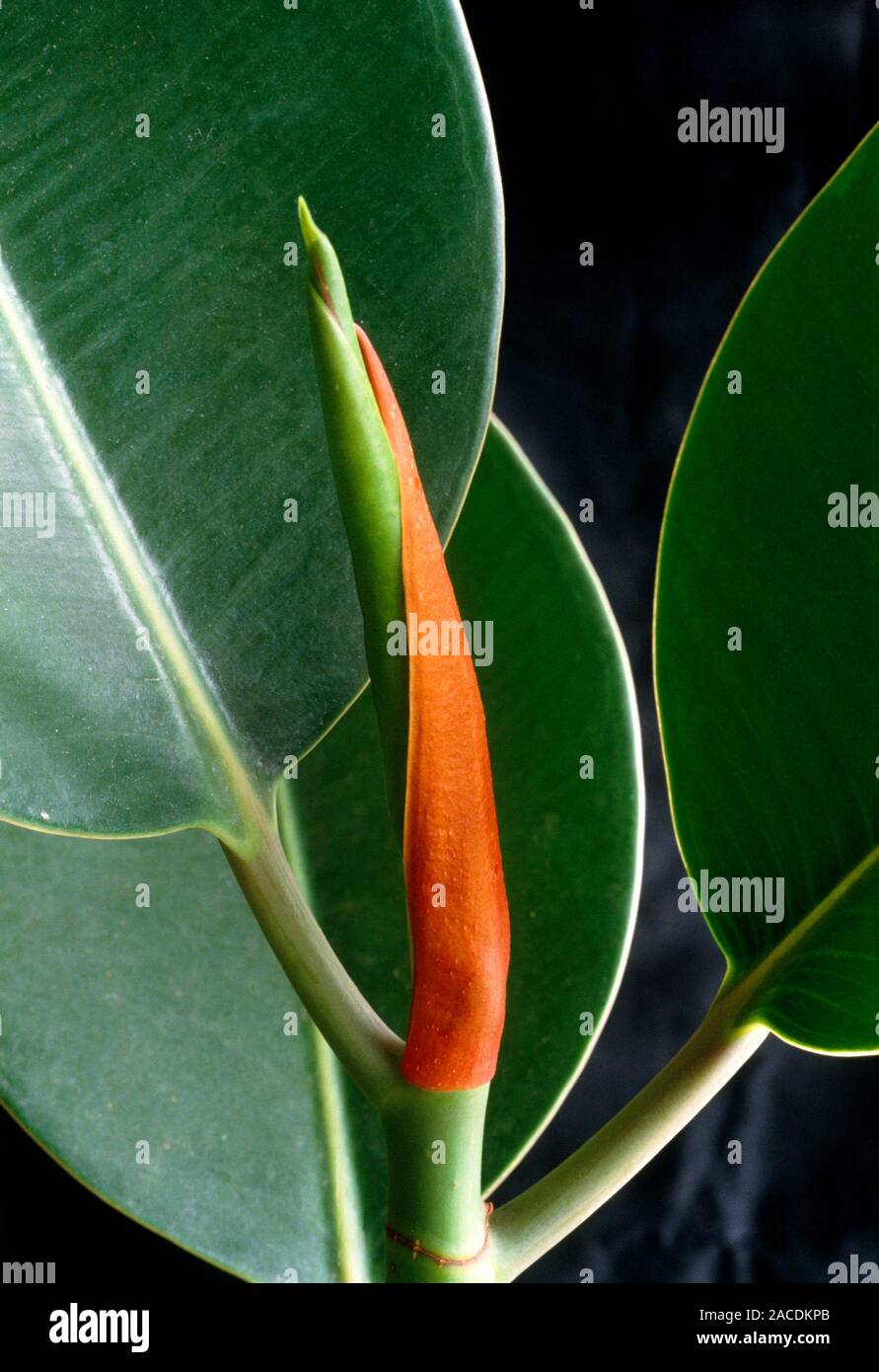 Rubber plant (Ficus elastica) leaf sheath Stock Photo - Alamy