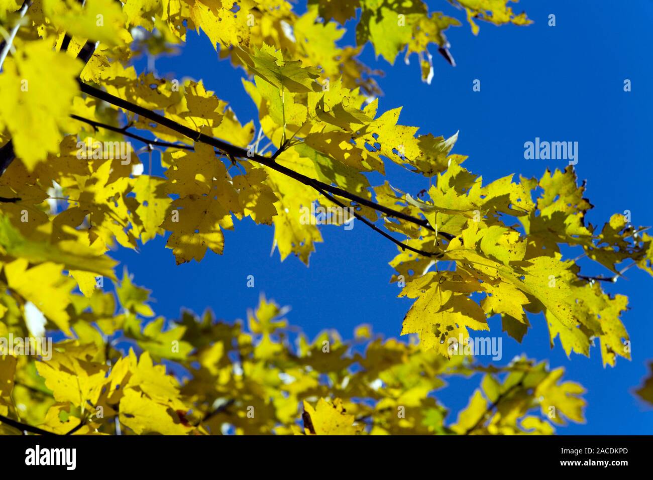 Wild service tree leaves (Sorbus torminalis) in autumn. Photographed at ...
