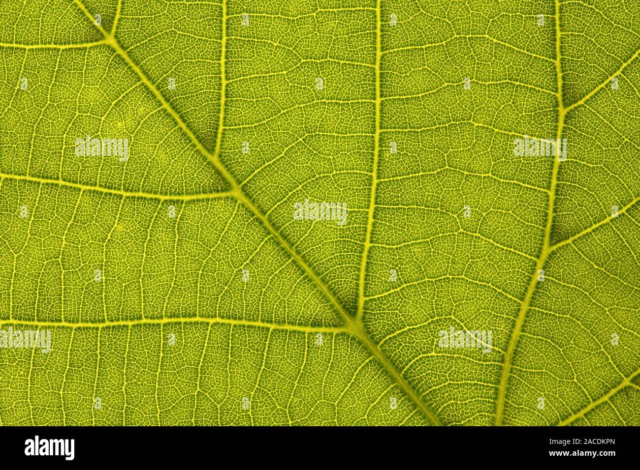 Common lime leaf (Tilia x europaea Stock Photo - Alamy