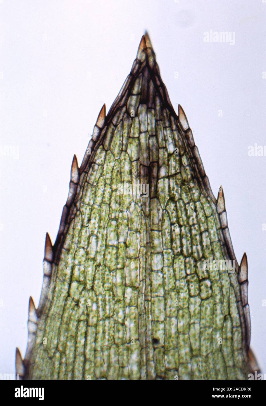 Elodea, Canadian pondweed, tip of leaf. Mag: X 35 Stock Photo - Alamy