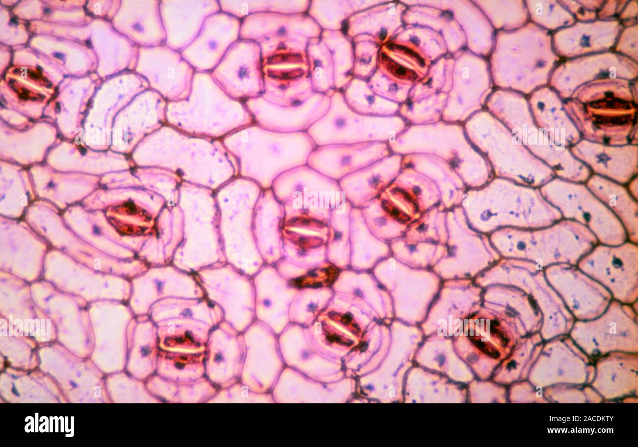 Light micrograph of leaf surface of the plant Calle aethiropiea ...