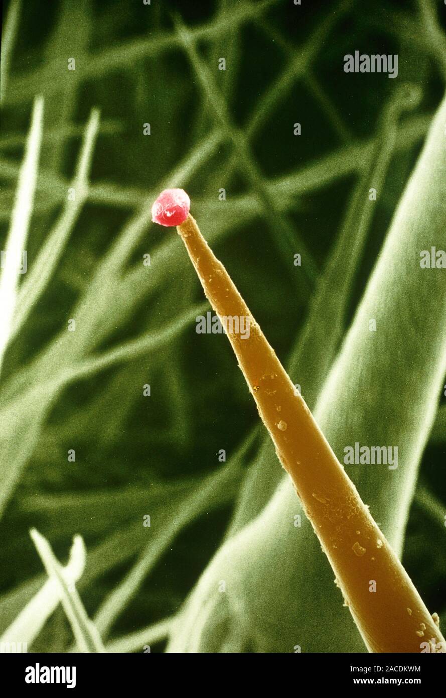 False-colour scanning electron micrograph (SEM) of the tip (foreground ...