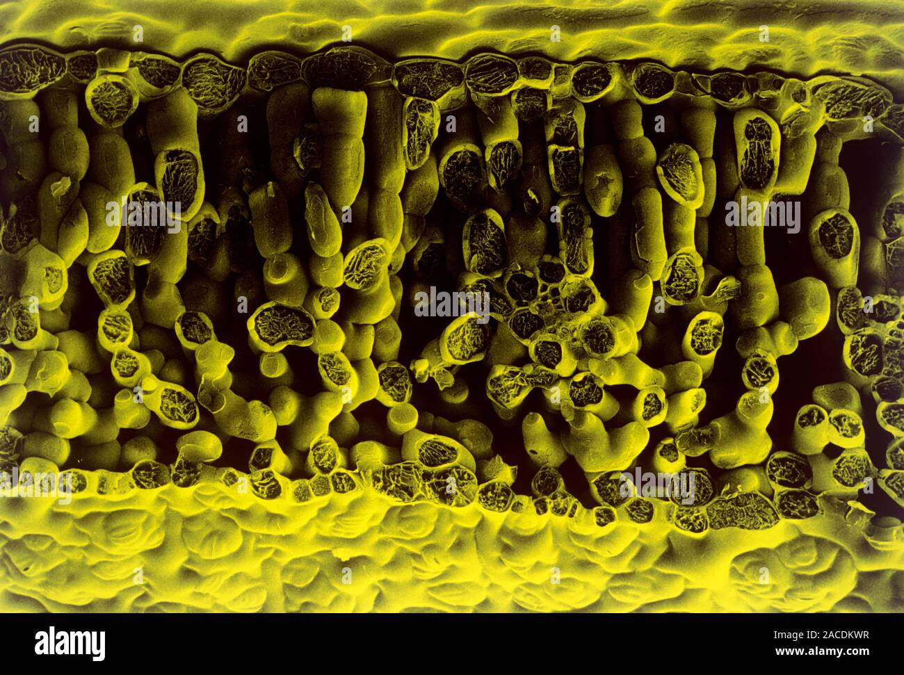 False-colour scanning electron micrograph of a fractured leaf of the ...