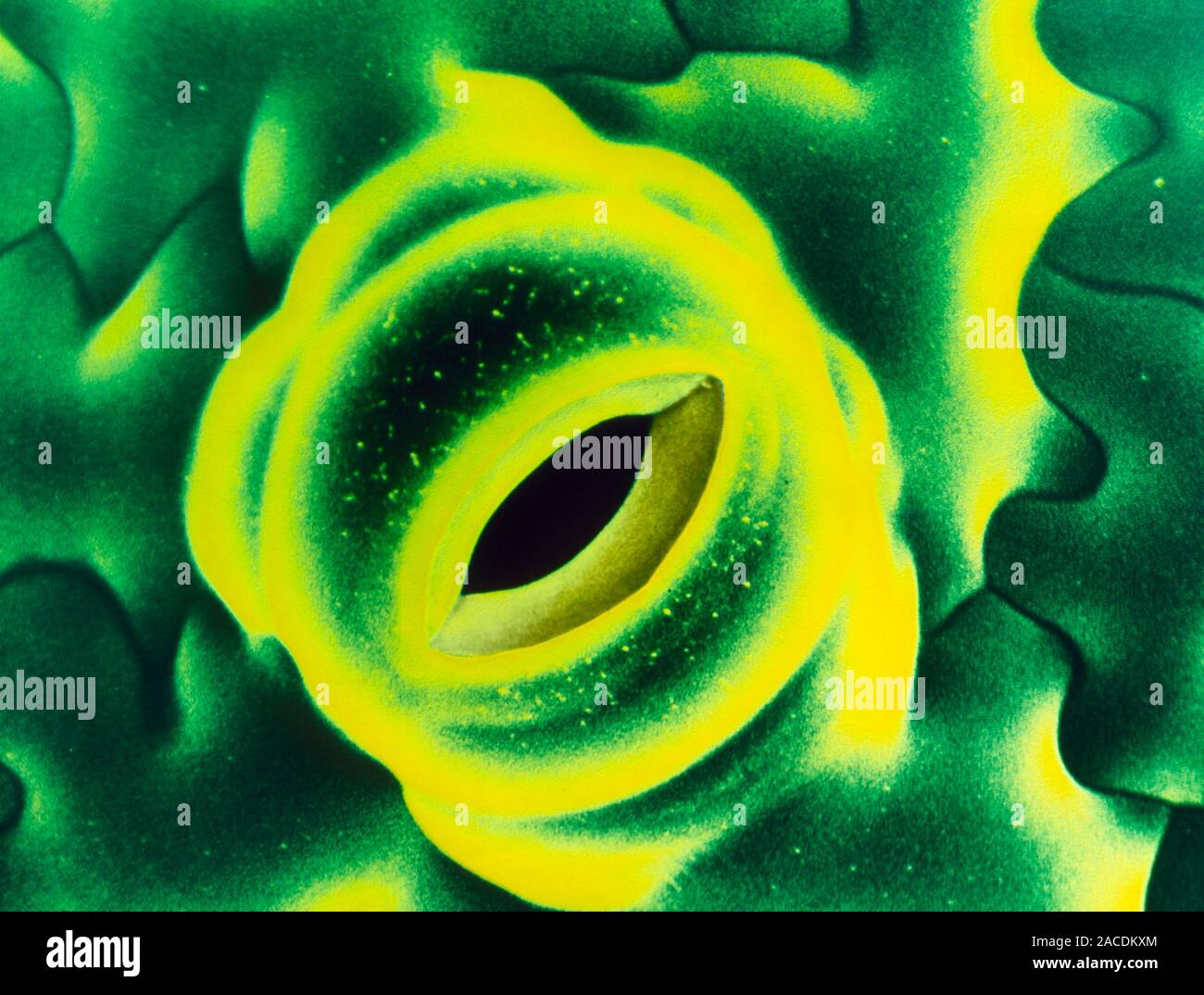 False-colour scanning electron micrograph of an open stoma, or pore, on ...