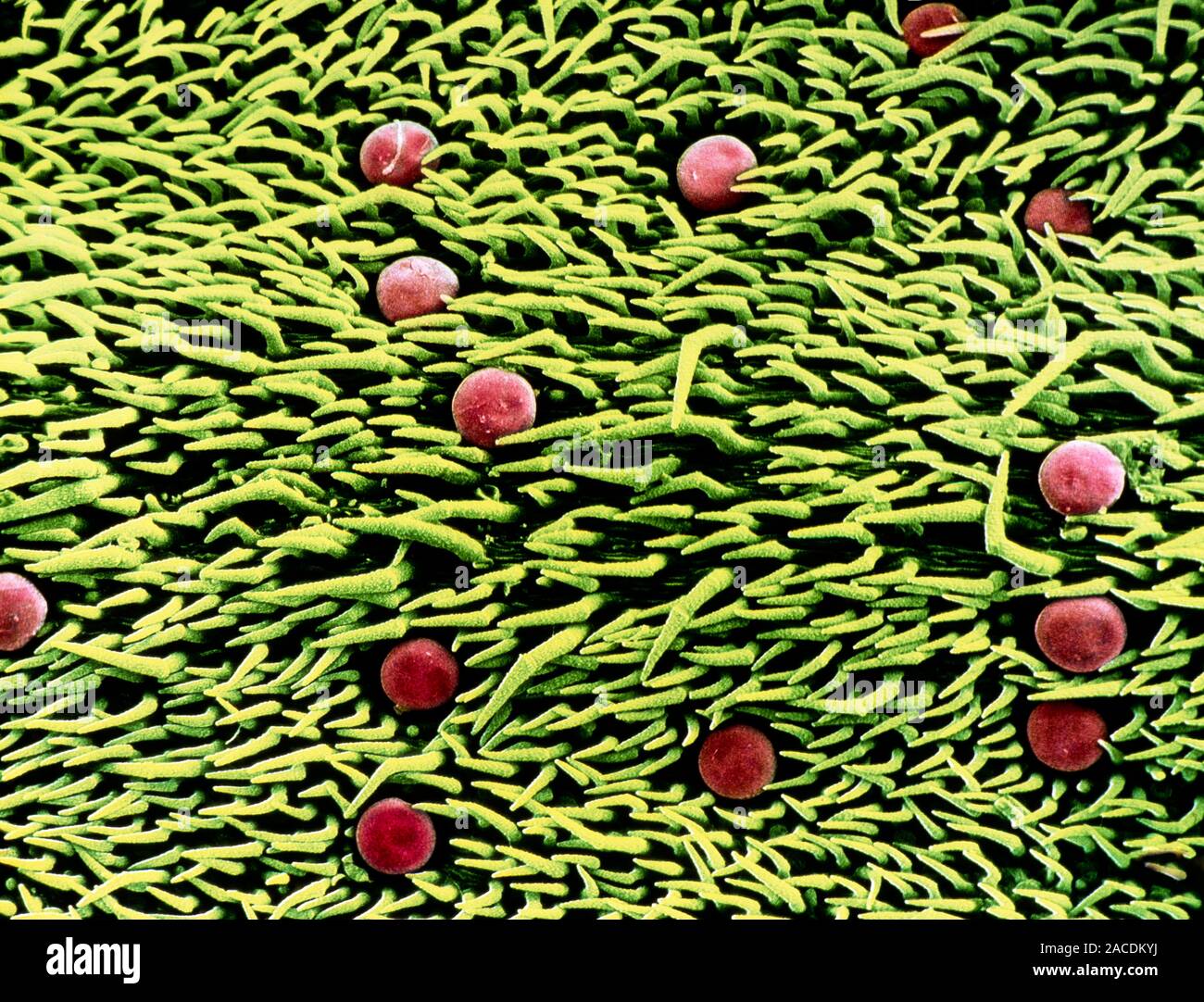 False-colour scanning electron micrograph of the leaf surface of the ...