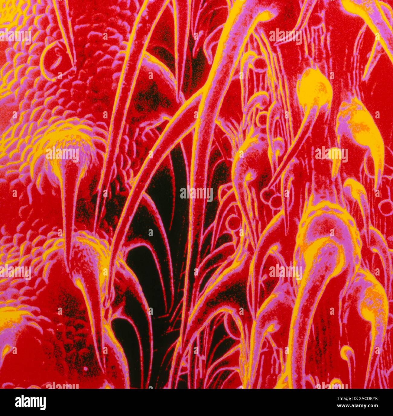 False colour scanning electron micrograph of the surface of the of a ...