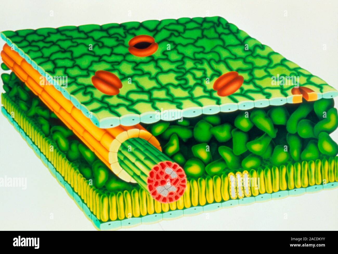 Dicotyledon leaf. Illustration showing the anatomy and cell structure ...