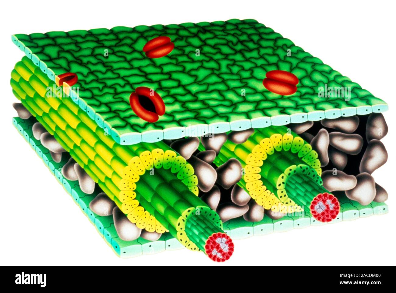 Monocotyledon leaf. Illustration showing the anatomy and cell structure ...