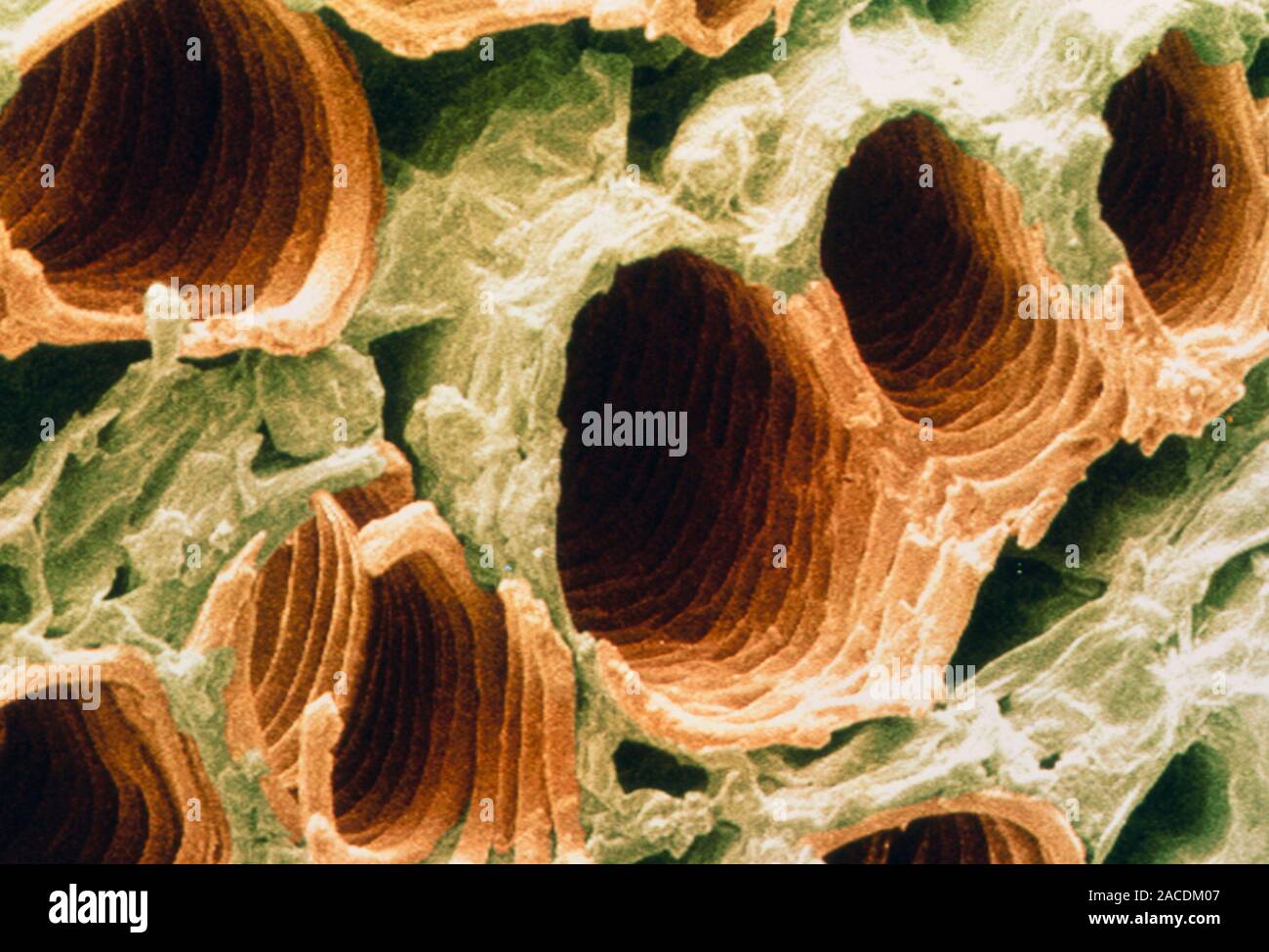 Tobacco. Coloured scanning electron micrograph (SEM) of vascular leaf ...