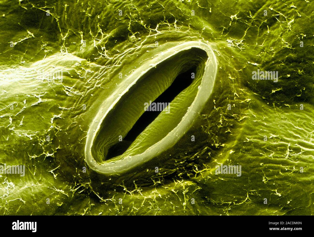 Stoma on a rose leaf. Coloured scanning electron micrograph (SEM) of ...