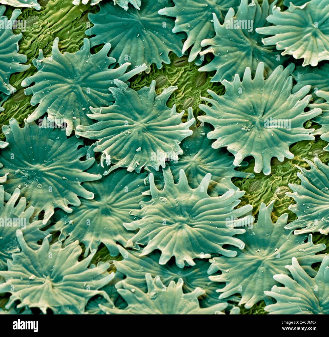 Leaf hairs. Coloured scanning electron micrograph (SEM) of the scale ...