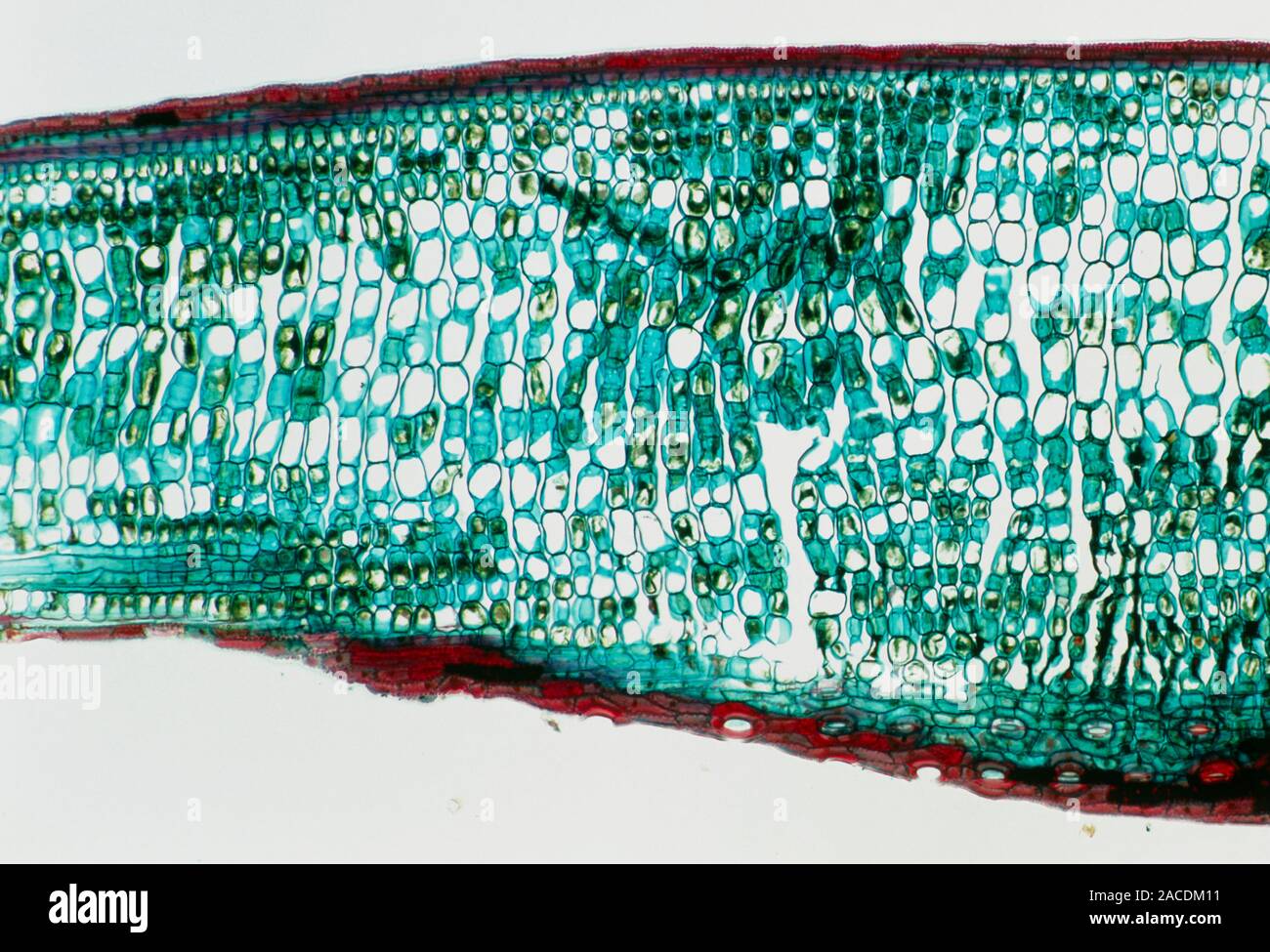 Spruce leaf. Light micrograph (LM) of a section through a leaf of the ...
