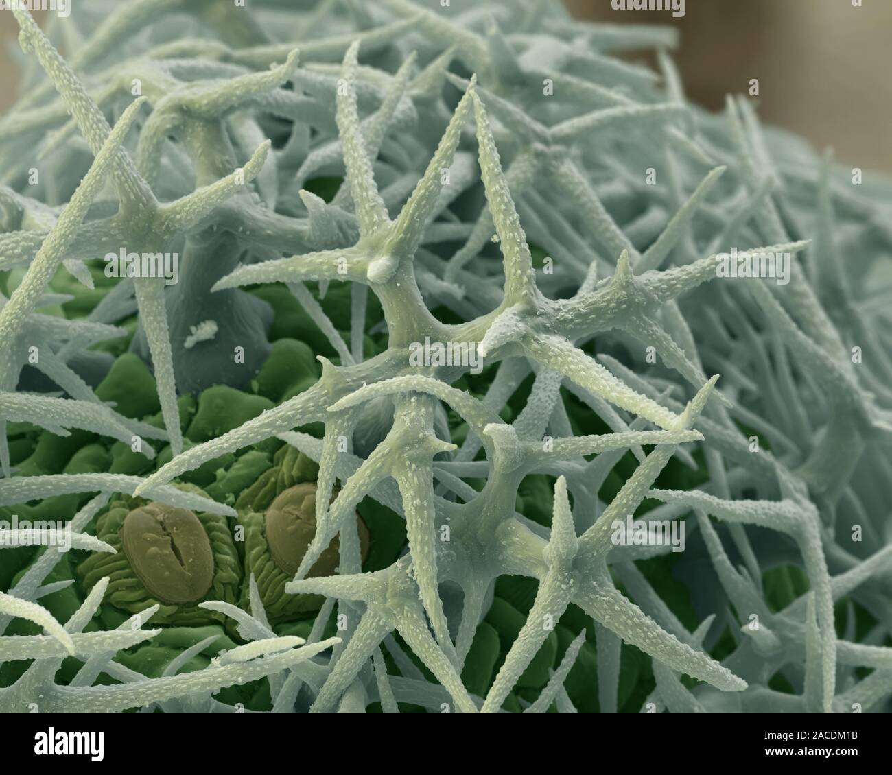 Lavender leaf. Coloured scanning electron micro- graph (SEM) of the ...