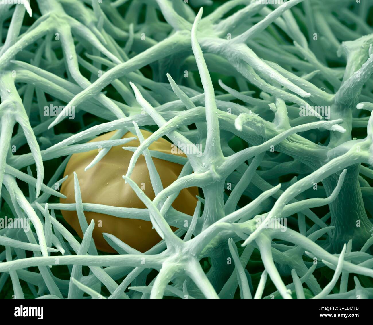 Lavender leaf. Coloured scanning electron micro- graph (SEM) of the ...