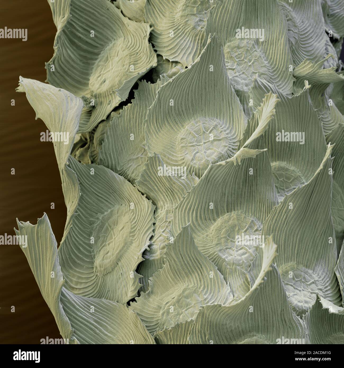 Leaf scales. Coloured scanning electron micrograph (SEM) of leaf scales ...