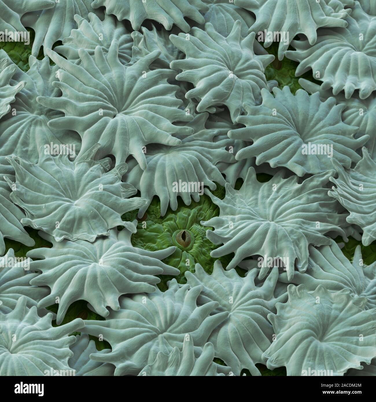 Leaf hairs. Coloured scanning electron micrograph (SEM) of the scale ...