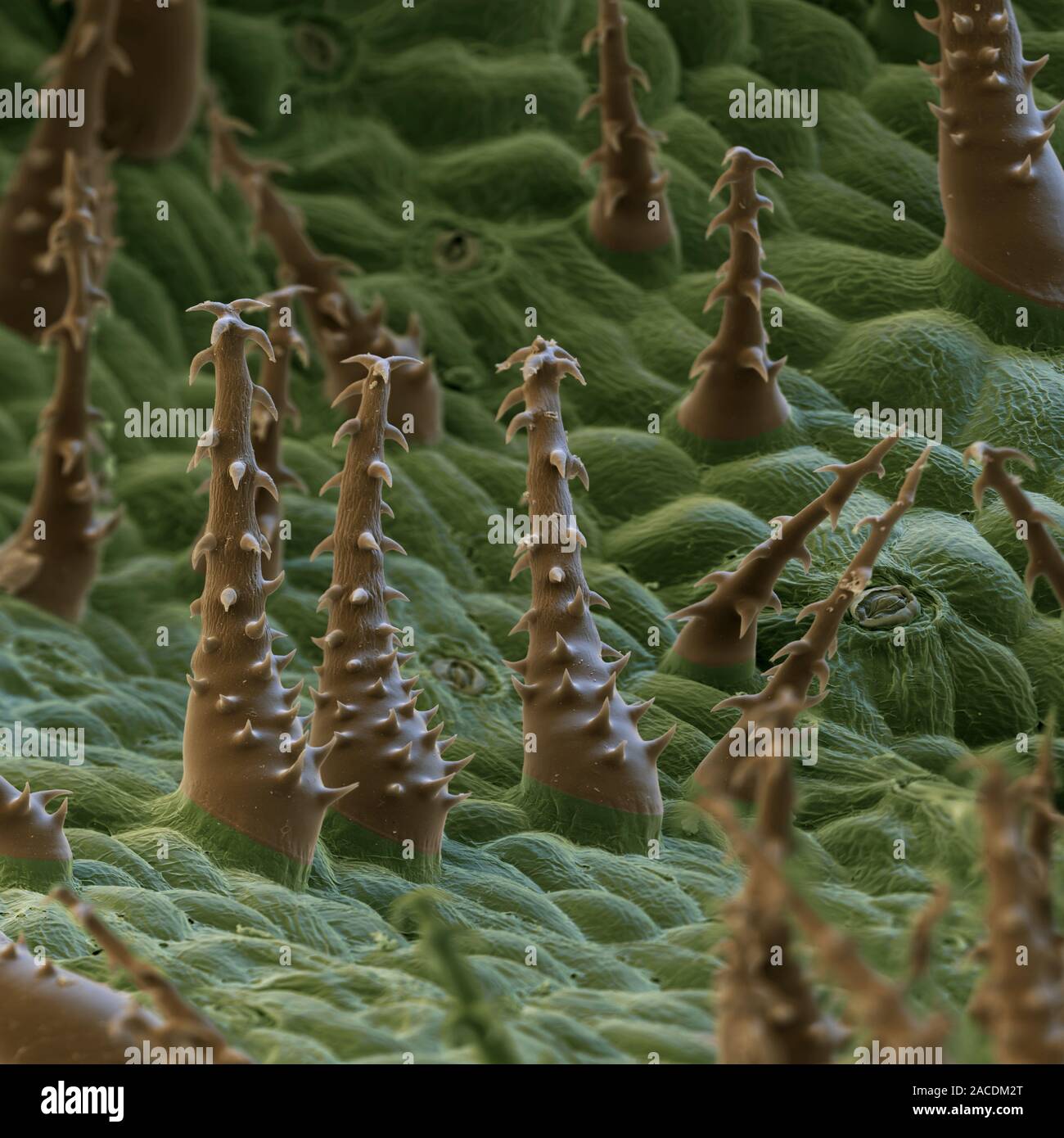 Loasa stinging hairs. Coloured scanning electron micrograph (SEM) of ...