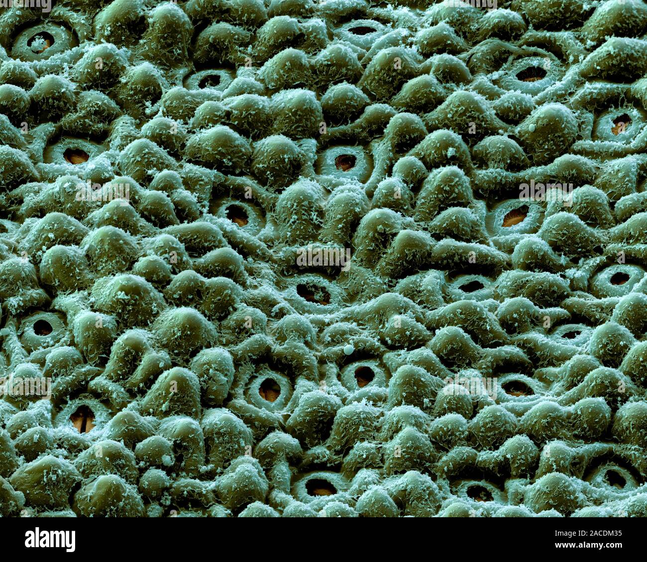 Eucalyptus stomata. Coloured scanning electron micrograph (SEM) of ...